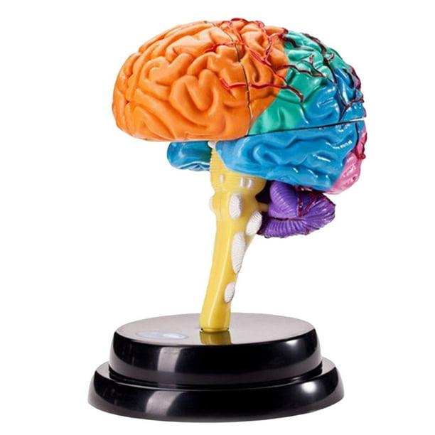Smilepp Human Brain Model Anatomy Tool Brain Model Functions for ...