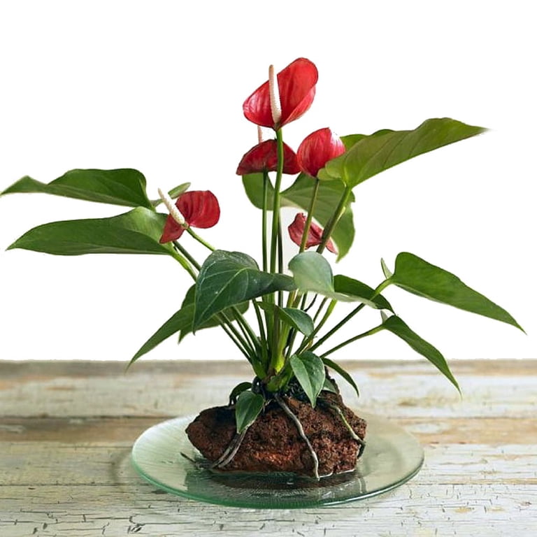 Volcano Plants Anthurium
