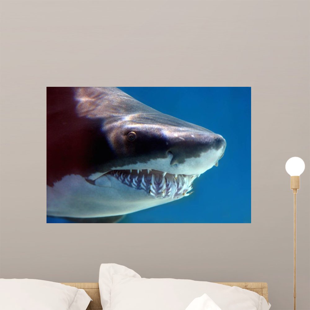 Shark with Mouthful Teeth Wall Mural by Wallmonkeys Peel and Stick ...