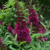 First Editions Buddleia Funky Fuchsia Live Shrub in 2-Gallon Grower Pot ...