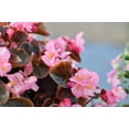 25 WAX MIXED BEGONIA Semperflorens Fibrous Mixed Colors Red Pink White ...