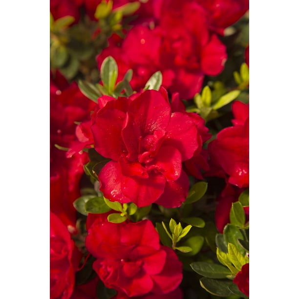 Encore Autumn Bonfire Reblooming Azalea - Walmart.com