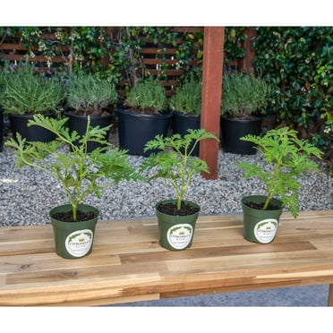 "Indoor Live Large Citronella Plant, Mosquito Plant, Fully Rooted in 4 ...