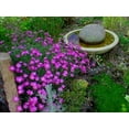 Fire Witch Dianthus Perennial - Spicy Fragrance! - Quart Pot - Walmart.com