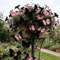 Giant Clematis Vine For Planting Ideal for Gardening Deer Resistant ...