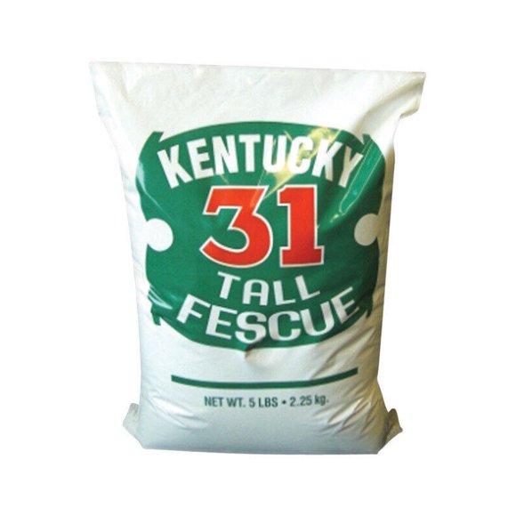 Kentucky 31 Tall Fescue Grass Seed