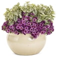 RedCrocus Hippo White Polka Dot Plant- Compact Variegated Foliage ...
