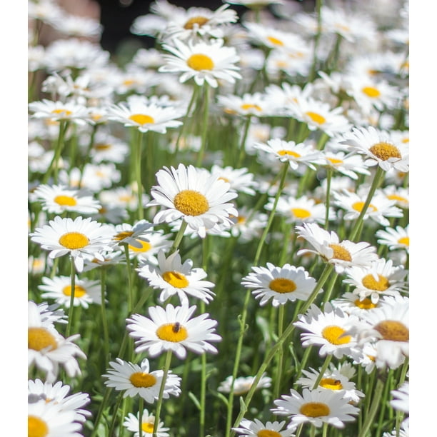 Earthcare Seeds - Shasta Daisy Alaska 700 Seeds (Chrysanthemum Maximum ...