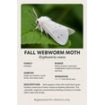 PuffPurrs Lifelike White Moth Plush Toy, Realistic White Hairy Moth ...