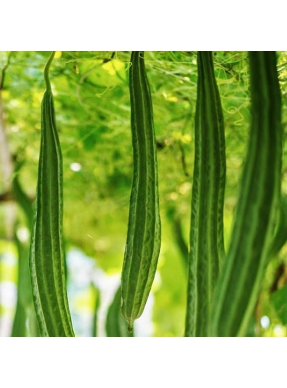 Squash Seeds in Seed Gardening - Walmart.com
