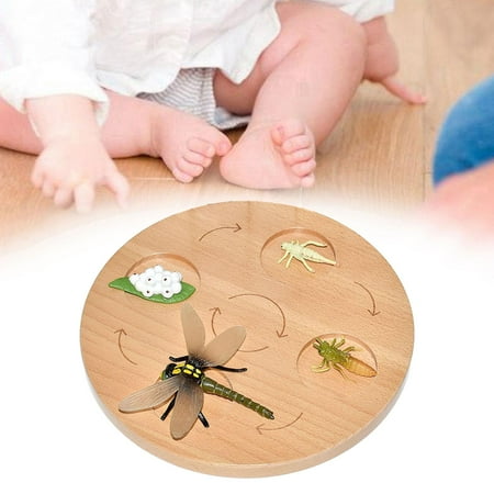 Life Cycle Tray for Age 3 to 6 Biology Teaching Aids Puzzle Montessori ...