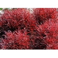 Biblical Red Threads St. Joseph's Coat -Alternanthera- Easy Houseplant ...