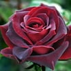 Fragrant Stiletto‚Ñ¢ Rose Bushes by Heirloom Roses - Live Hybrid Tea ...