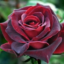 Own-Root One Gallon About Face™ Grandiflora Rose by Heirloom Roses ...