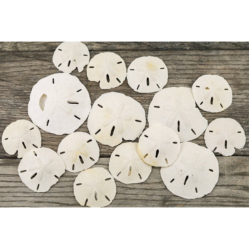 Sand Dollar | 2" - 3 1/4" Imperfect Sand Dollars | 15 Sand Dollars ...