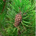 Shore Pine Plant LIve for Planting, Pinus Contorta, Evergreen Conifer ...