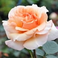 Potted Welsh Gold Heirloom Roses - Delivered Live Orange Flower Rose ...