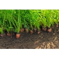 1500 Seeds LITTLE FINGERS CARROT Daucus Carota Vegetable Seeds ...