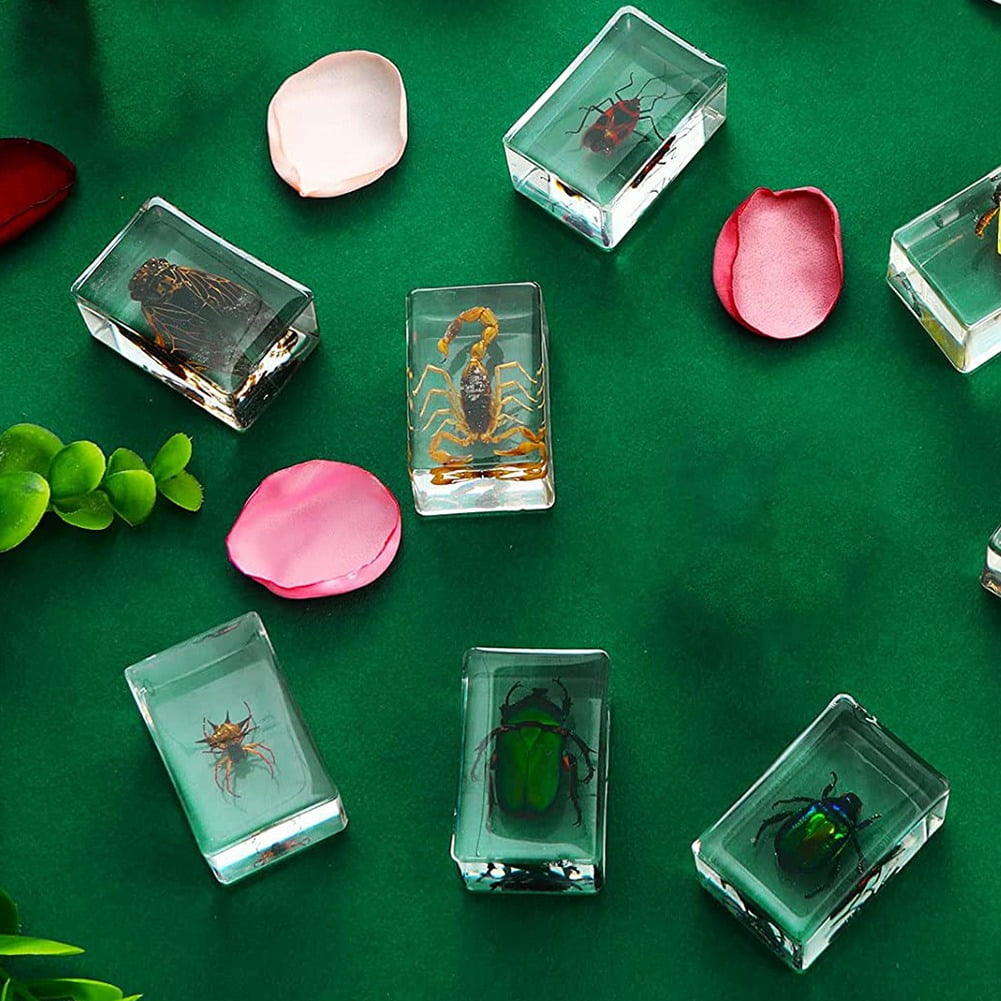 Buy 6-Pack Insect Resin Specimen Cicada Collection Paperweight Arachnid ...