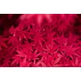 20 Japanese Maple Tree Seeds for Planting - Acer Palmatum - Walmart.com