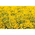 Seedville 1000 Dahlberg Daisy Flower Seeds, Yellow Gold Carpet ...