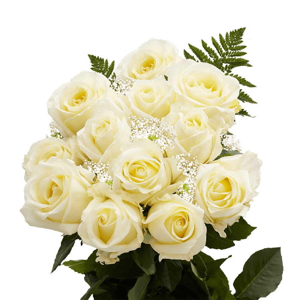One Dozen Ivory Roses with Baby's breath and Green- Fresh Flower ...