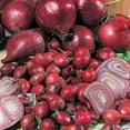 Red Onion Starter Sets - 100 Count Set - Used to Grow Early Green Table ...
