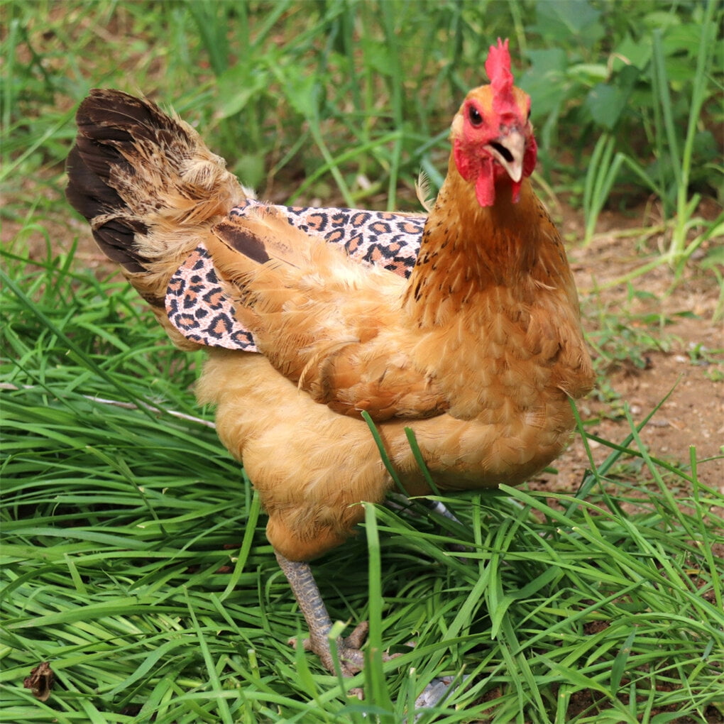 Click here for Maoww Pack Of 5 Chicken Saddle Gifts Accessories 5... prices