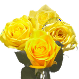 Two Dozen Yellow Roses- Beautiful Fresh Cut Flowers- Express Delivery ...