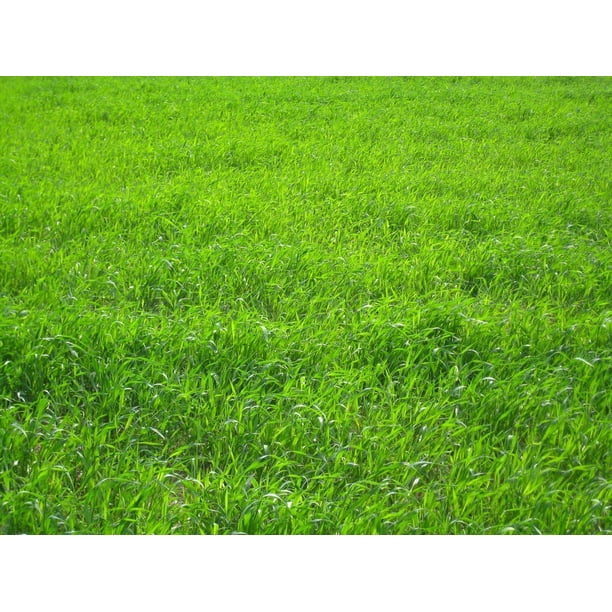 ProTurf Perennial Ryegrass Fine Lawn Seed by Eretz (50lb) - CHOOSE SIZE ...
