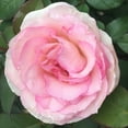 Heirloom Roses, Eleganza Pink Enchantment Hybrid Tea Rose, Live Pink ...