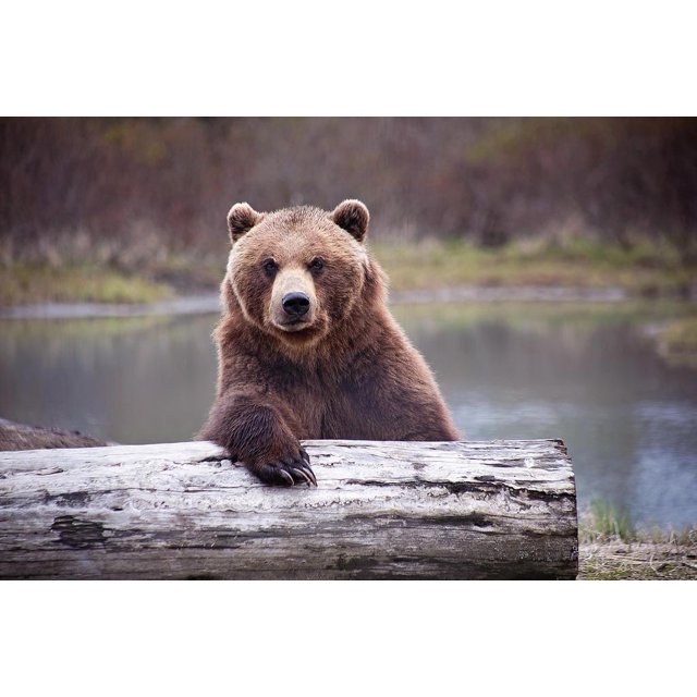 Bear Decor Bears Poster Photo Photograph Big Bear Poster Large Bear ...
