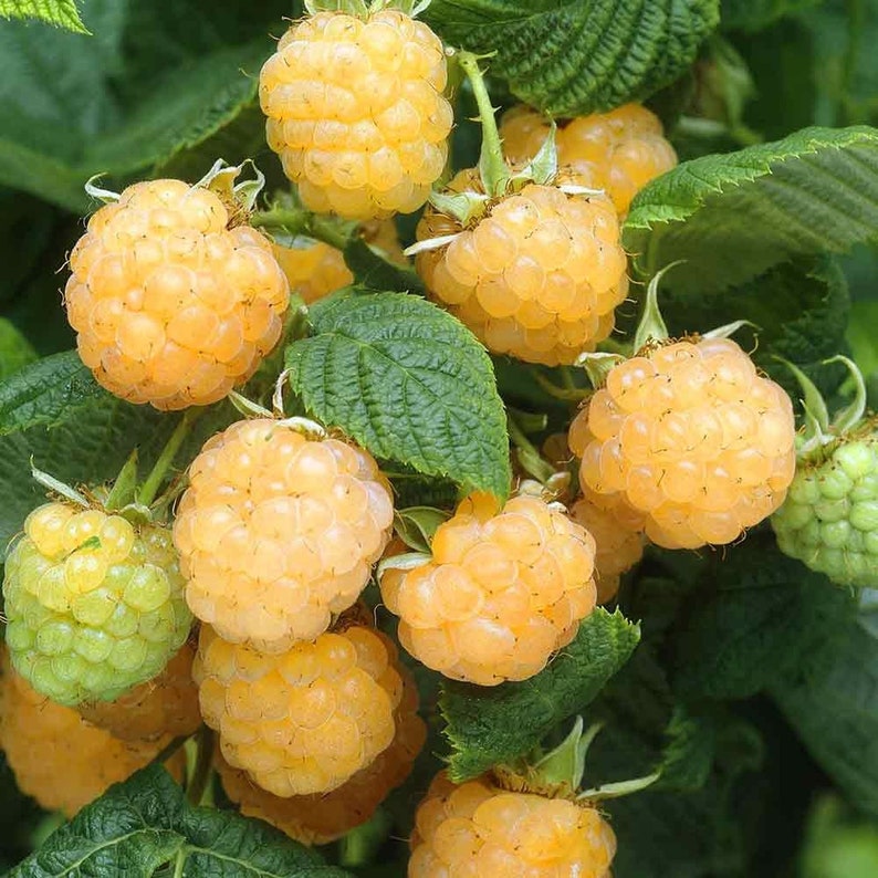 3 Fall Gold - Raspberry Plants - Everbearing - - Ready for Spring ...