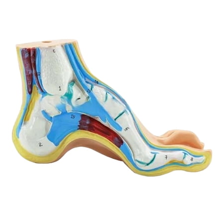 STARTIST Anatomical Foot Model Human Foot Skeletal Model for Infirmary ...