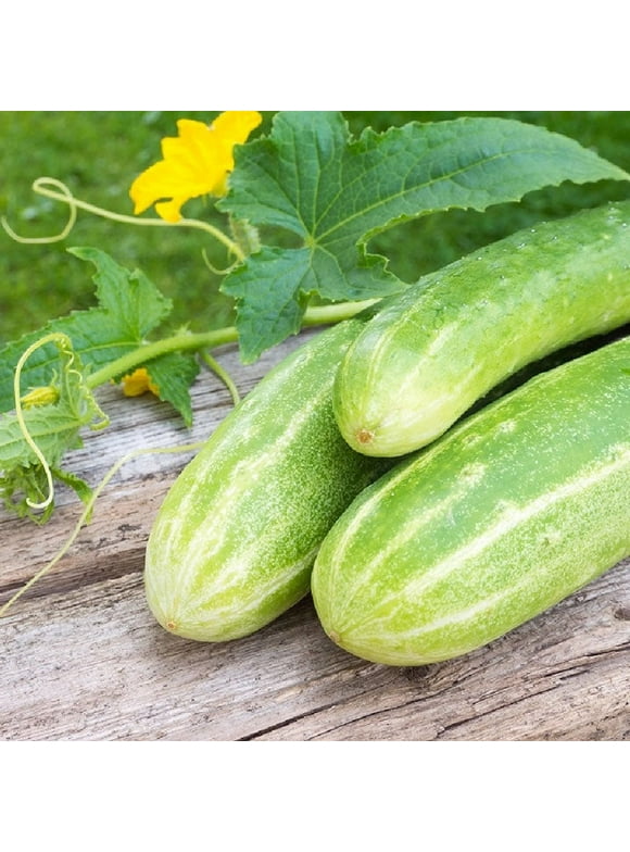 Cucumber Seeds in Seed Gardening - Walmart.com
