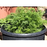 800 Seeds PARISIAN CARROT Parisienne Carrot Daucas Carota Sativus ...