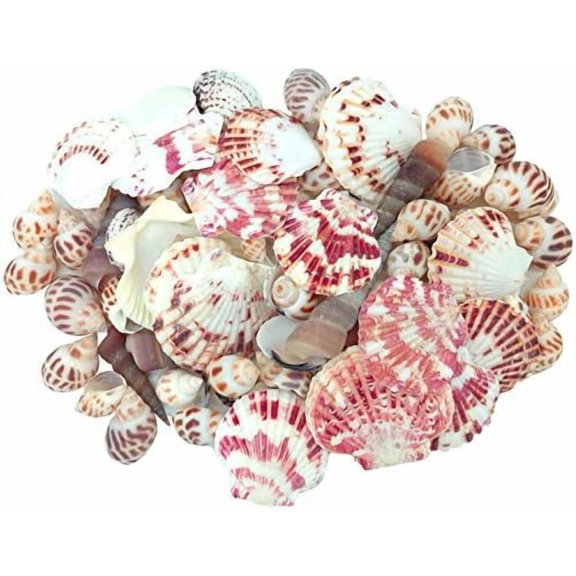 Large Conch Seashells Natural Beach Home Decor Big Snail Hermit Crab ...