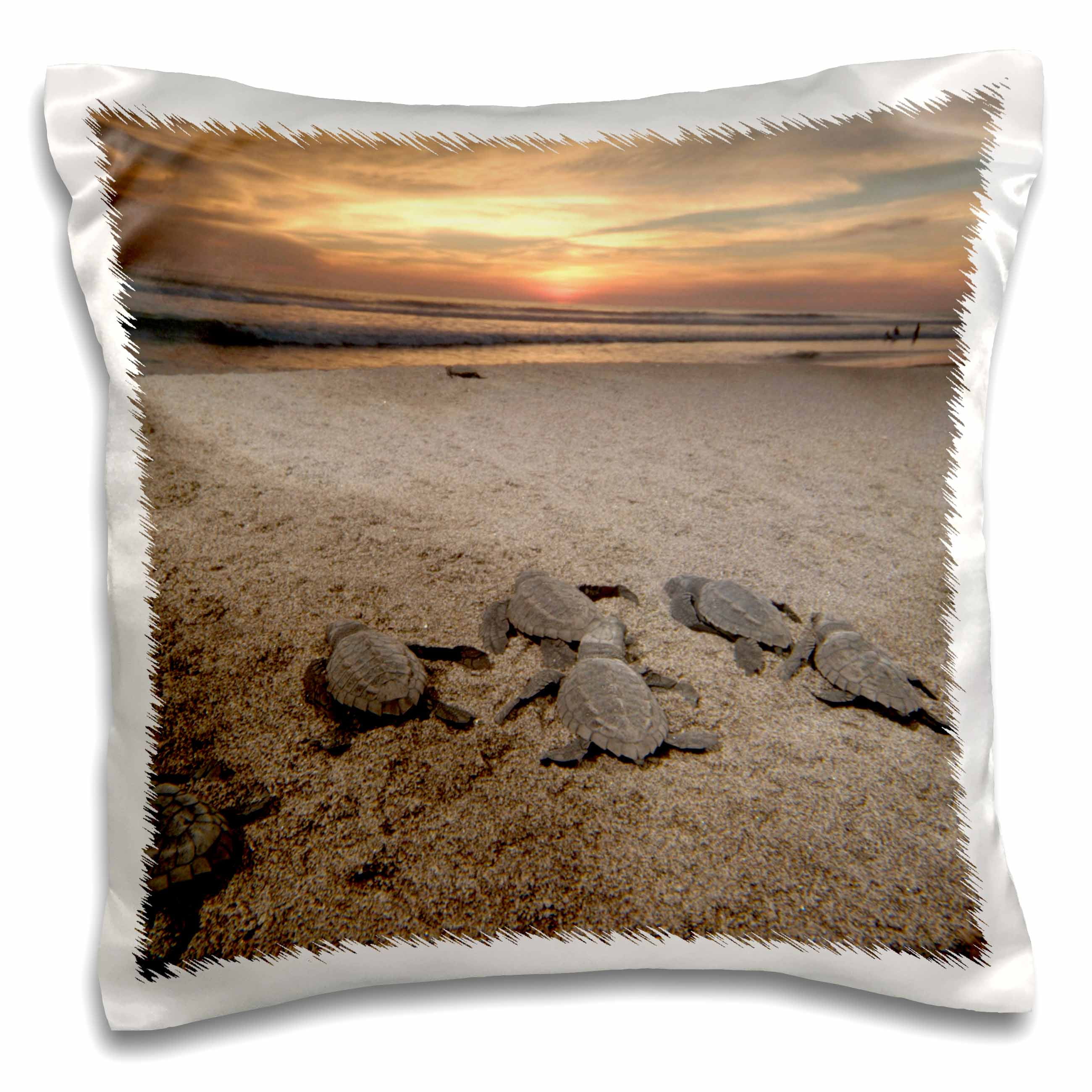 Mexico, Boca del Cielo, Olive Ridley Sea Turtle - SA13 RGO1318 ...