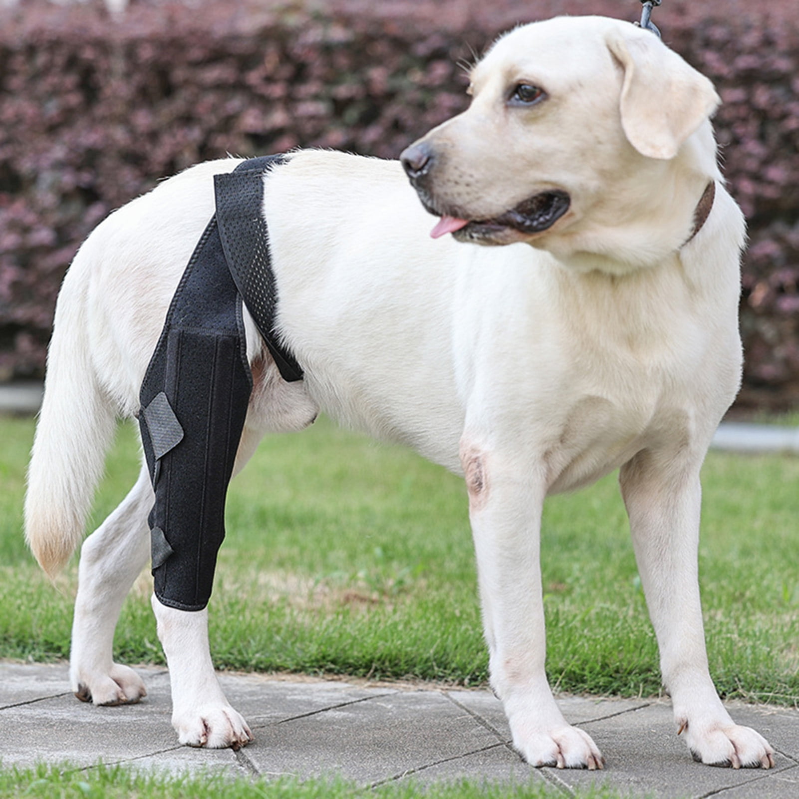 Rygai Dog Knee Brace Dog Knee Rear Leg Brace with Fastening Strap Wear ...