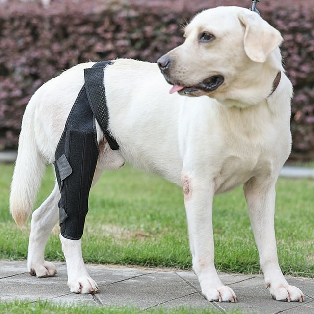 Rygai Dog Knee Brace Dog Knee Rear Leg Brace with Fastening Strap Wear ...