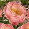 Blue Peony for Planting-(Non-Artificial)-Simple to Cultivate & Fast ...