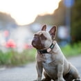 Blue Frog Track N Guard Protective GPS Tracking Dog Collar, Rose Gold ...