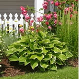 Heart-Shaped Hosta Plants - 3 Bare Roots - Green Foliage, Low ...