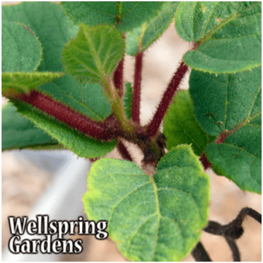Issai Kiwi Live Plant - Actinidia arguta - Wellspring Gardens Starter ...