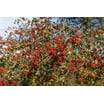 50 WASHINGTON HAWTHORN Crataegus Phaenopyrum Mayflower Shrub Tree ...