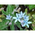 10 TWEEDIA BLUE MILKWEED Southern Star of Argentine Tweedia Caerulea ...