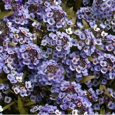 50 BLUE FELICIA DAISY 'The Blues' Heterophylla Kingfisher Flower Seeds ...