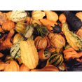 30 Seeds MIXED GOURD Lagenaria Siceraria Seeds - Walmart.com