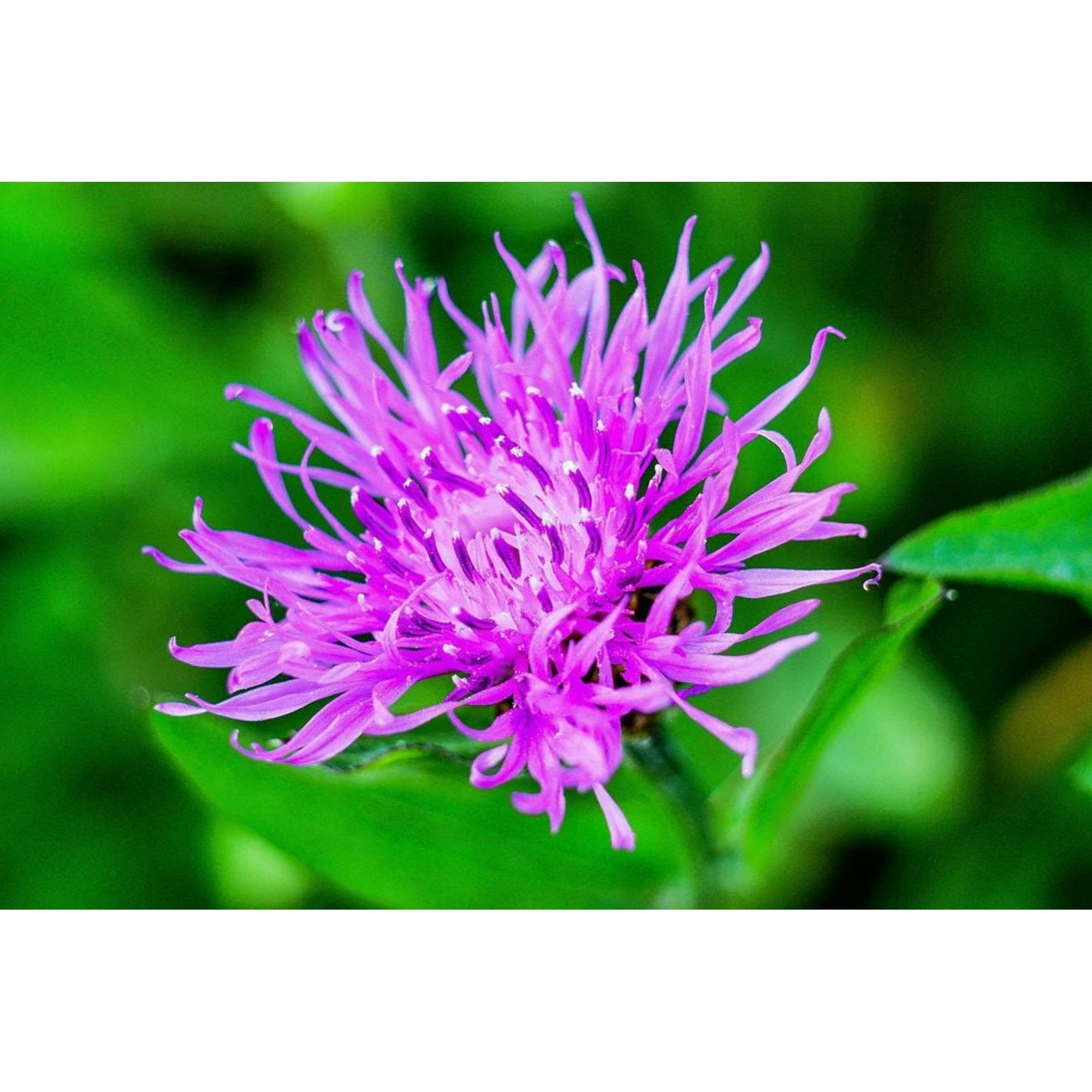 Click here for Seedville Usa 1000 Mixed Bachelors Button Cornflow... prices