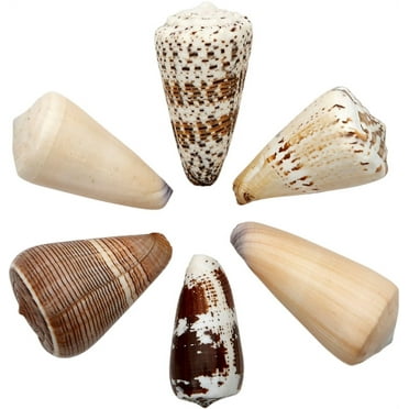 Trochus Tiny Pearled Craft Assorted Shells Bulk Seashells (1 Kilo ...